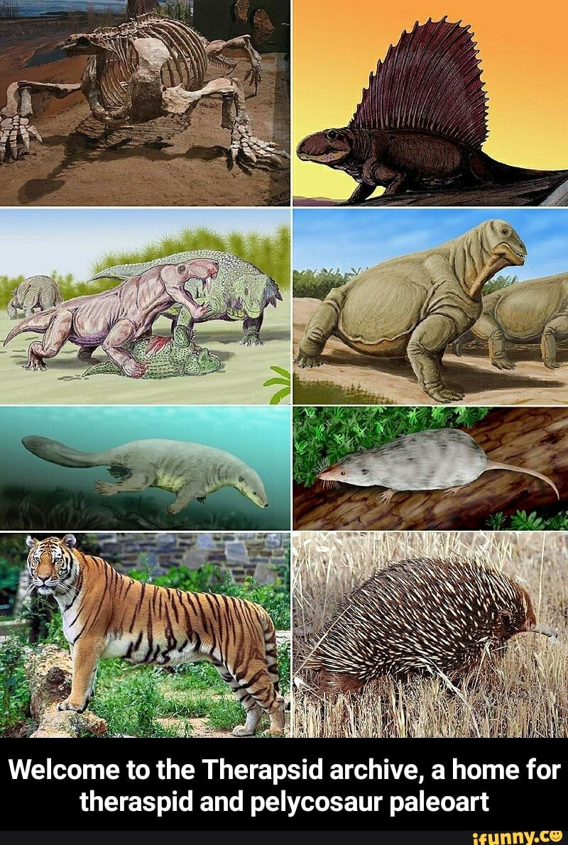 Pelycosaur memes. Best Collection of funny Pelycosaur pictures on iFunny