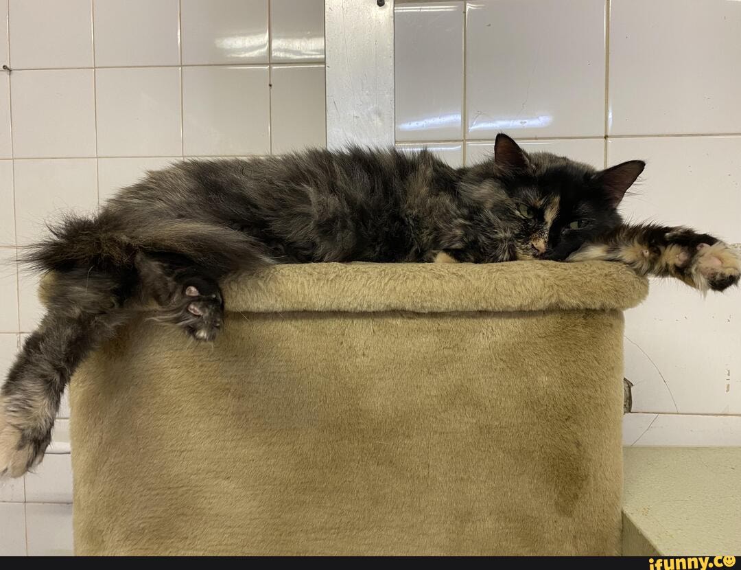 Minette memes. Best Collection of funny Minette pictures on iFunny