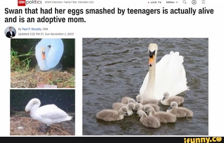 Swan memes. Best Collection of funny Swan pictures on iFunny