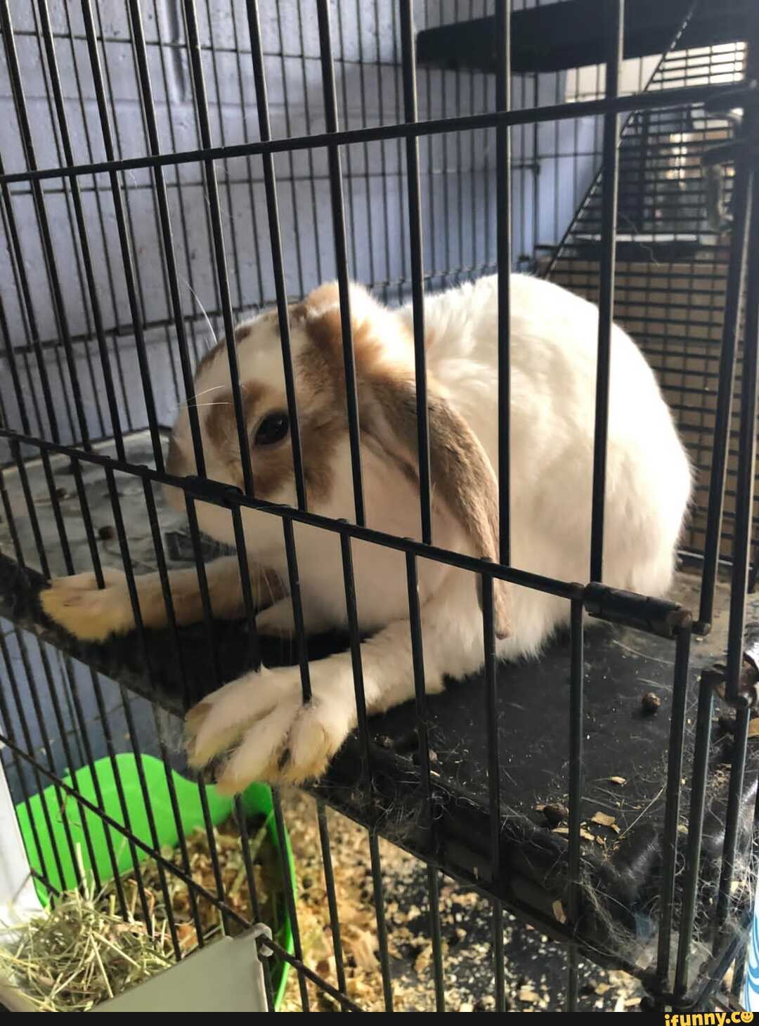 Cursed_rabbit memes. Best Collection of funny Cursed_rabbit pictures on ...