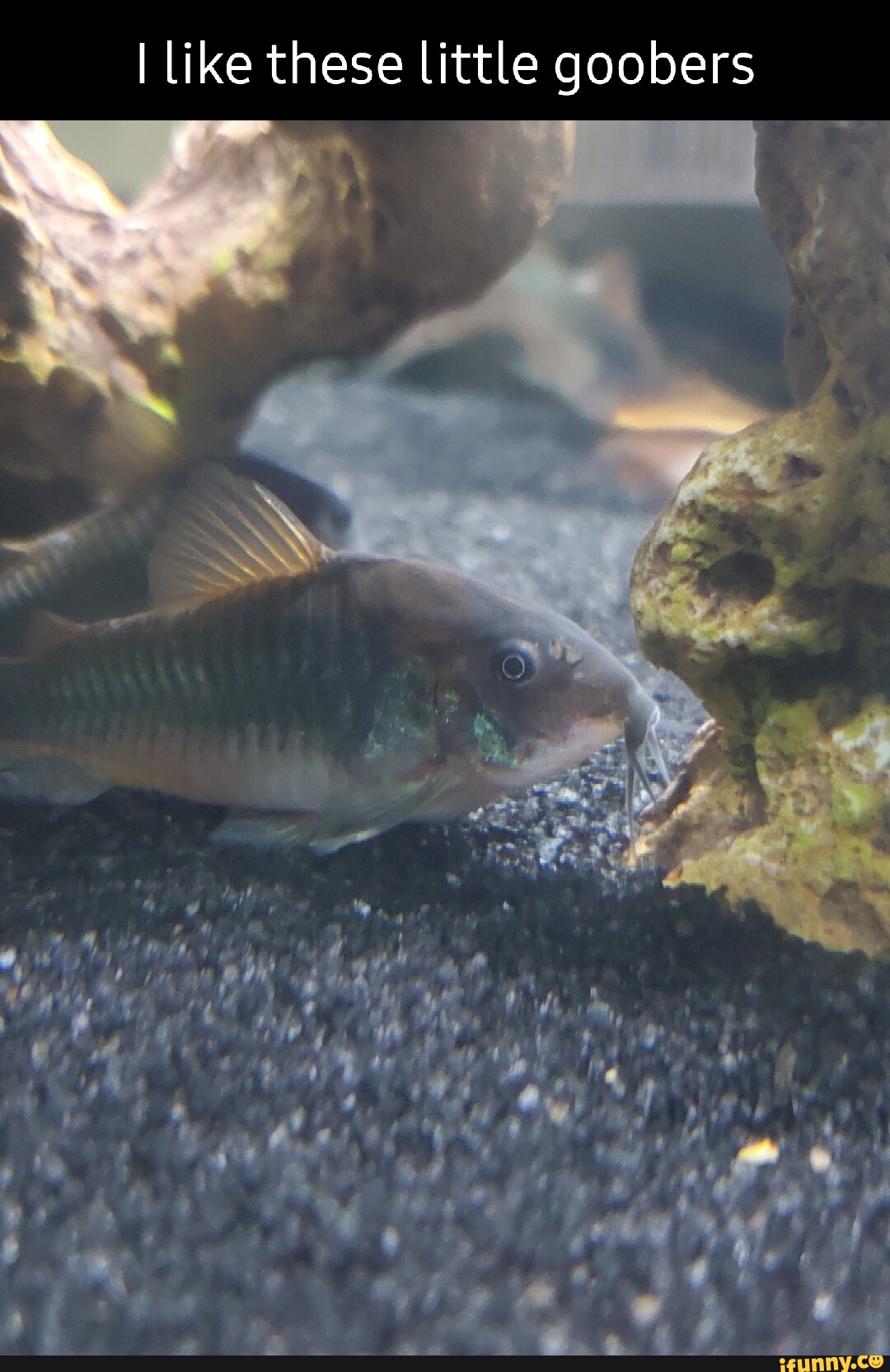 Corydoras memes. Best Collection of funny Corydoras pictures on iFunny