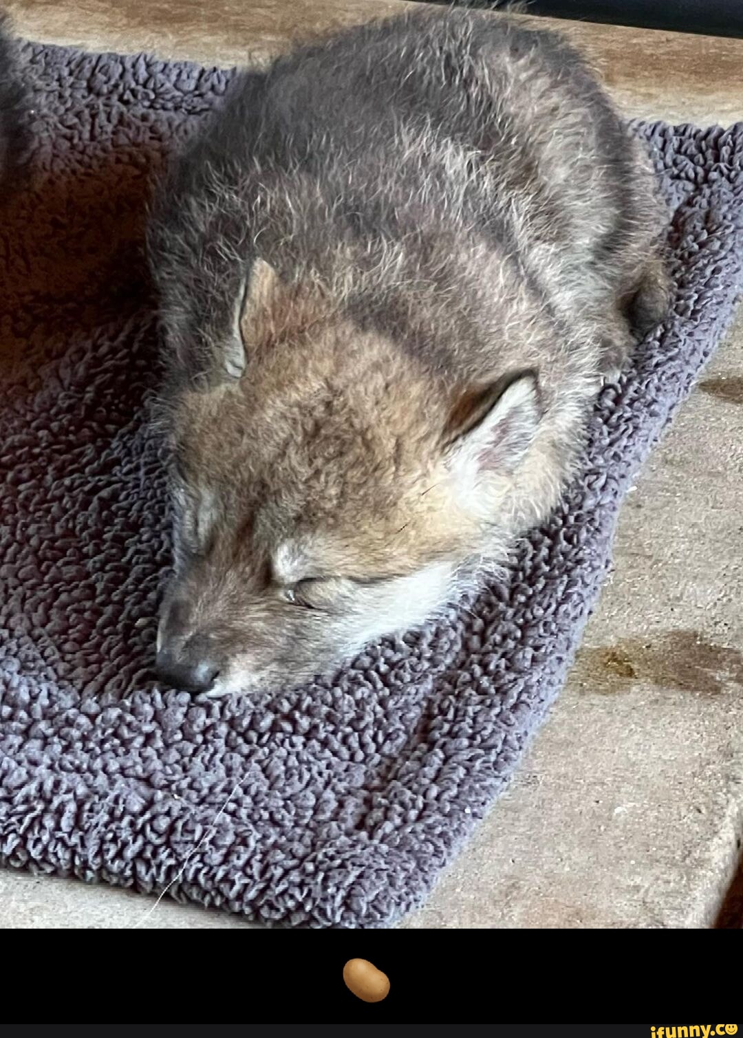 Wolves memes. Best Collection of funny Wolves pictures on iFunny