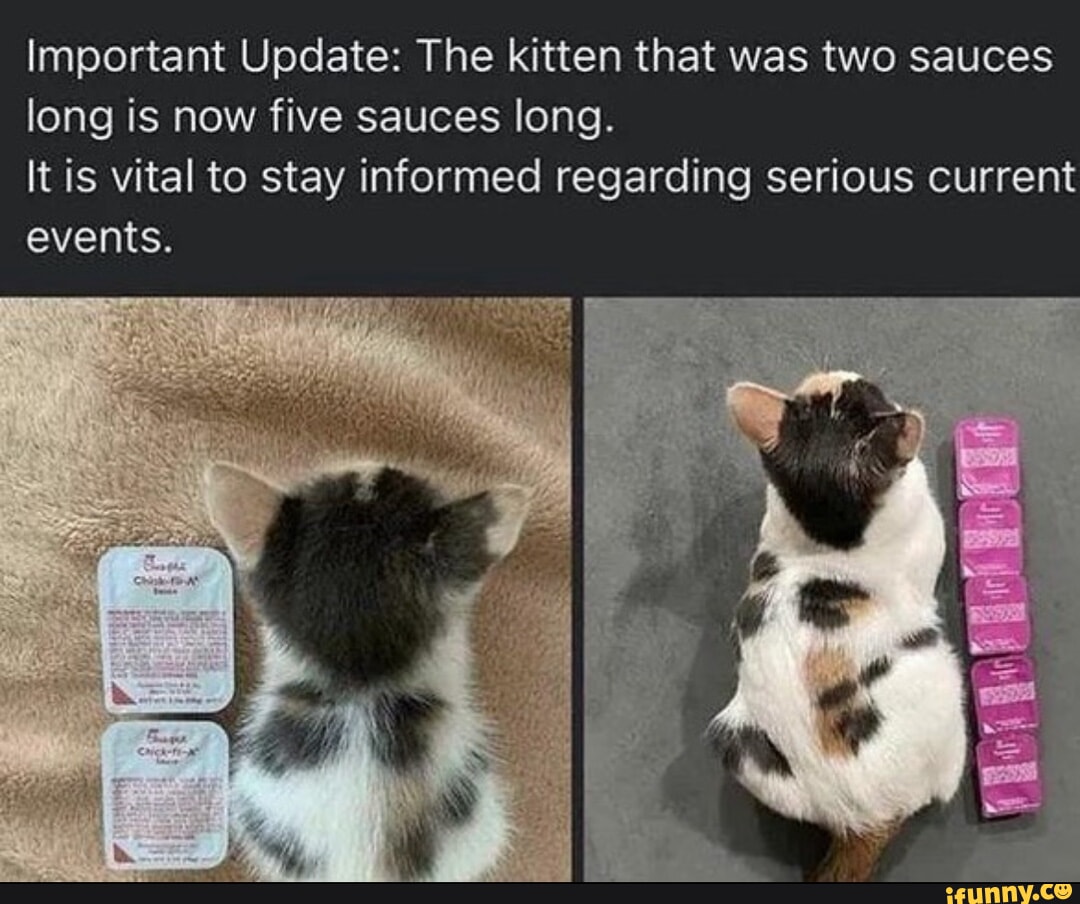 Important Update: The kitten that was two sauces long is now five ...