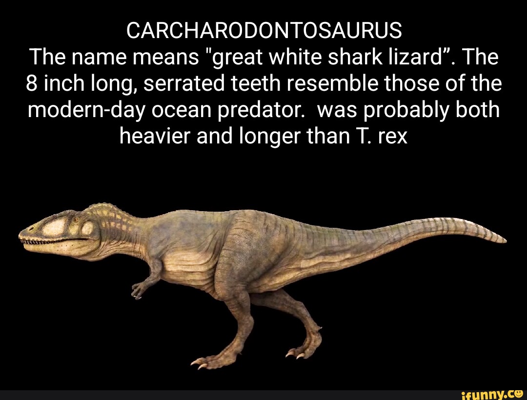 CARCHARODONTOSAURUS The name means "great white shark lizard". The 8 ...