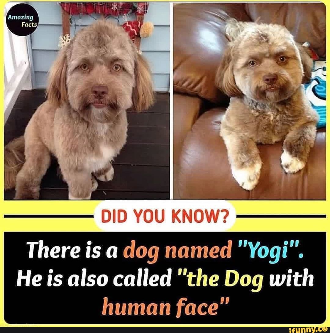 Dog With Human Face