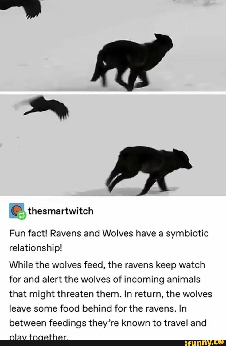Fun fact! Ravens and Wolves have a symbiotic relationship! While the ...