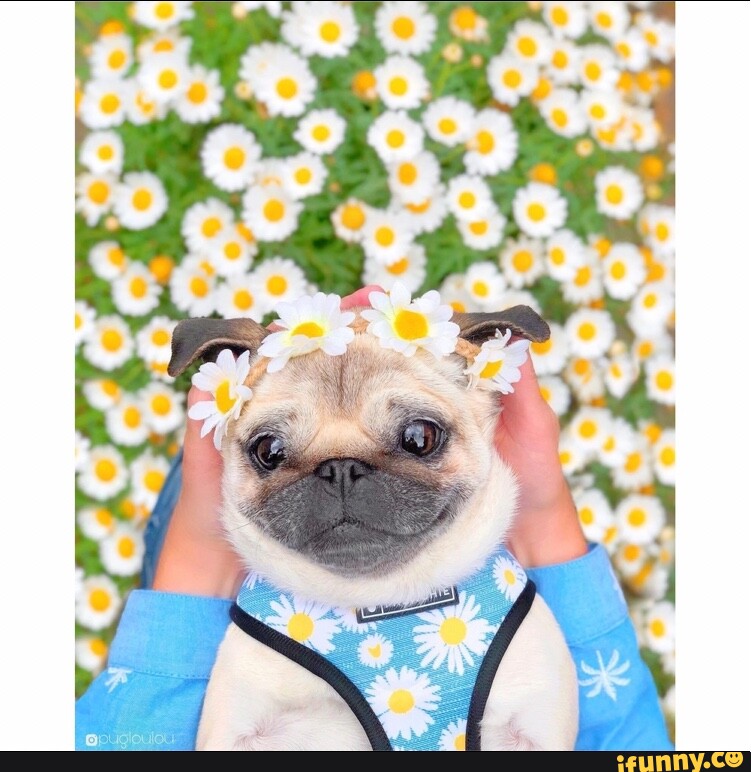 Picture memes HEAVxMZSA by elfguts - iFunny
