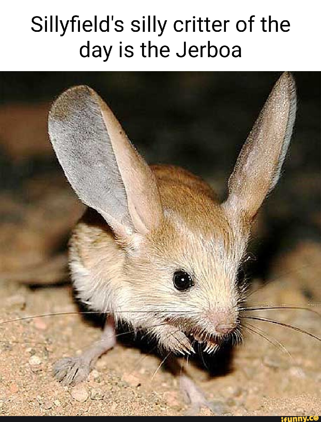 Jerboa memes. Best Collection of funny Jerboa pictures on iFunny