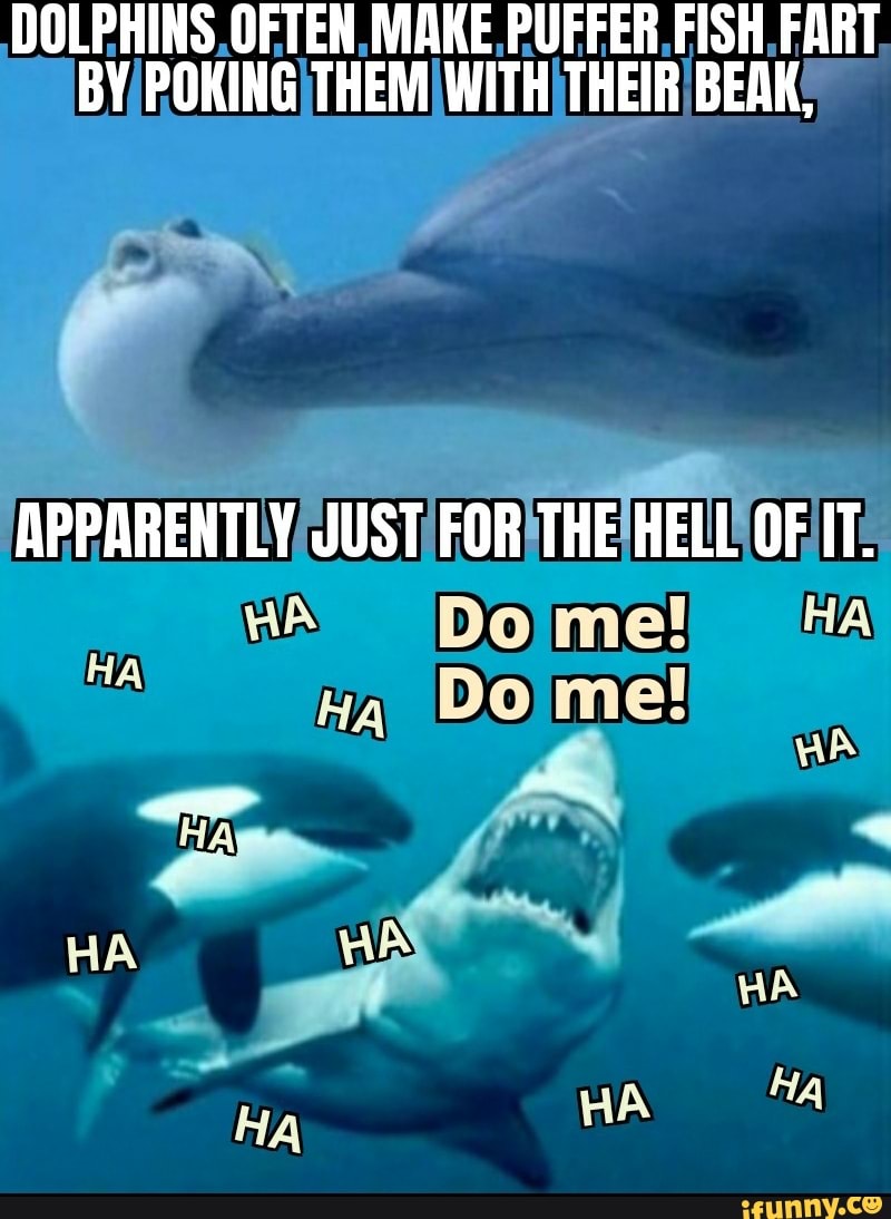 DOLPHINS OFTEN MAKE PUFFER FISH FART BY POKING THEM WITH THEIR BEAK ...