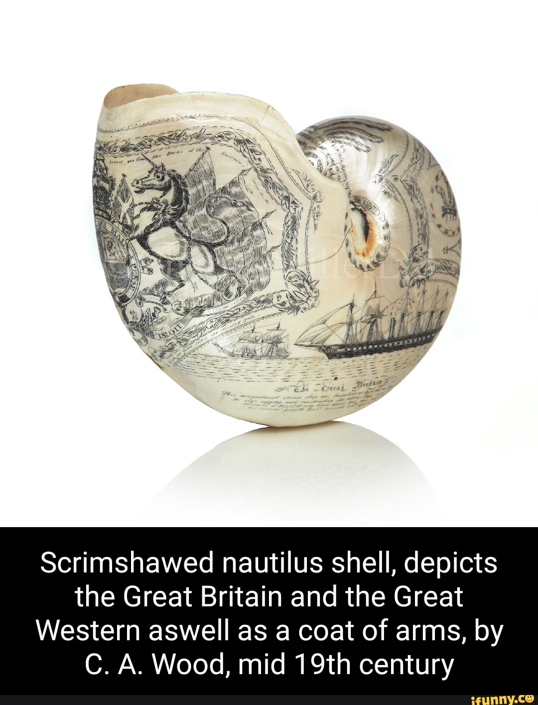 Scrimshawed memes. Best Collection of funny Scrimshawed pictures on iFunny