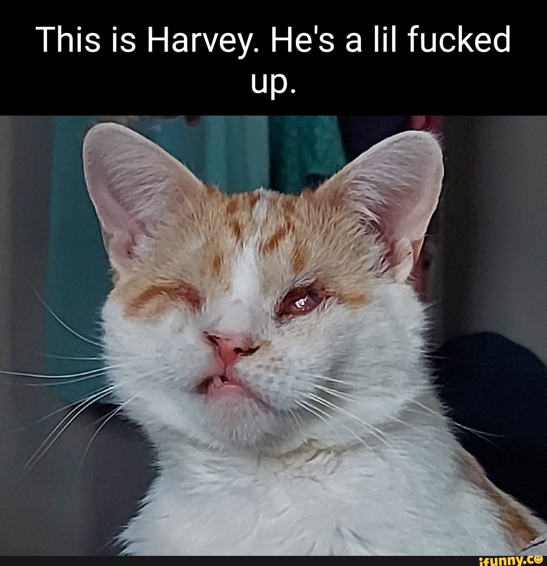 Snaggletooth memes. Best Collection of funny Snaggletooth pictures on ...