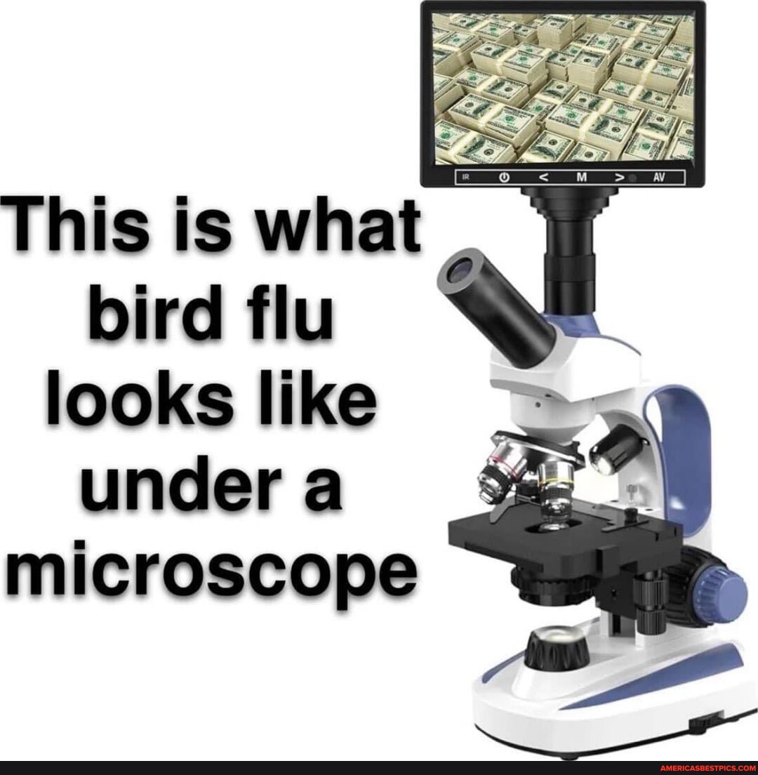 This is what bird flu looks like under a microscope - America’s best ...