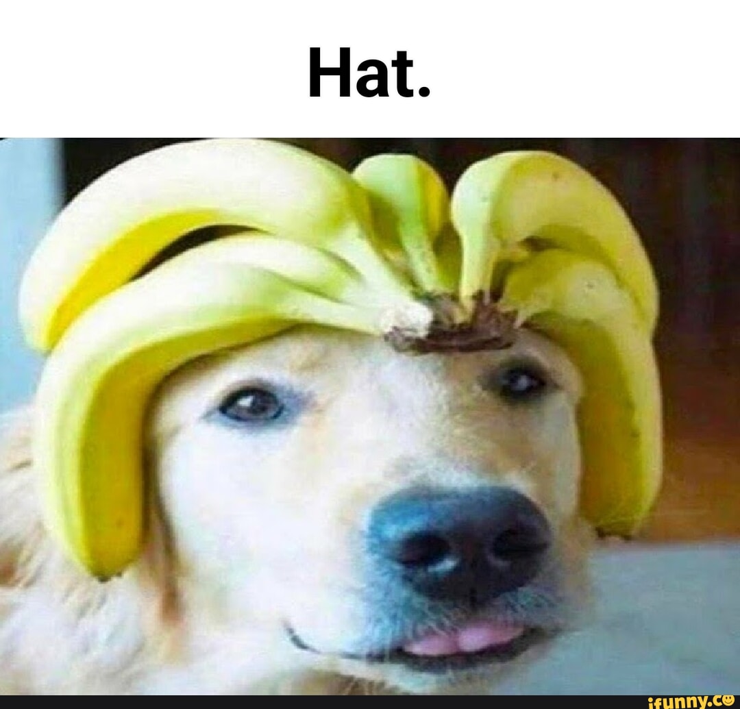 Bananawolfles memes. Best Collection of funny Bananawolfles pictures on ...