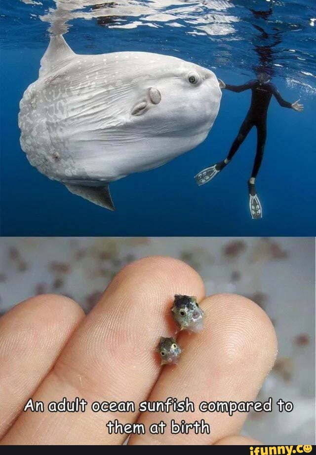 Ocean_sunfish memes. Best Collection of funny Ocean_sunfish pictures on ...