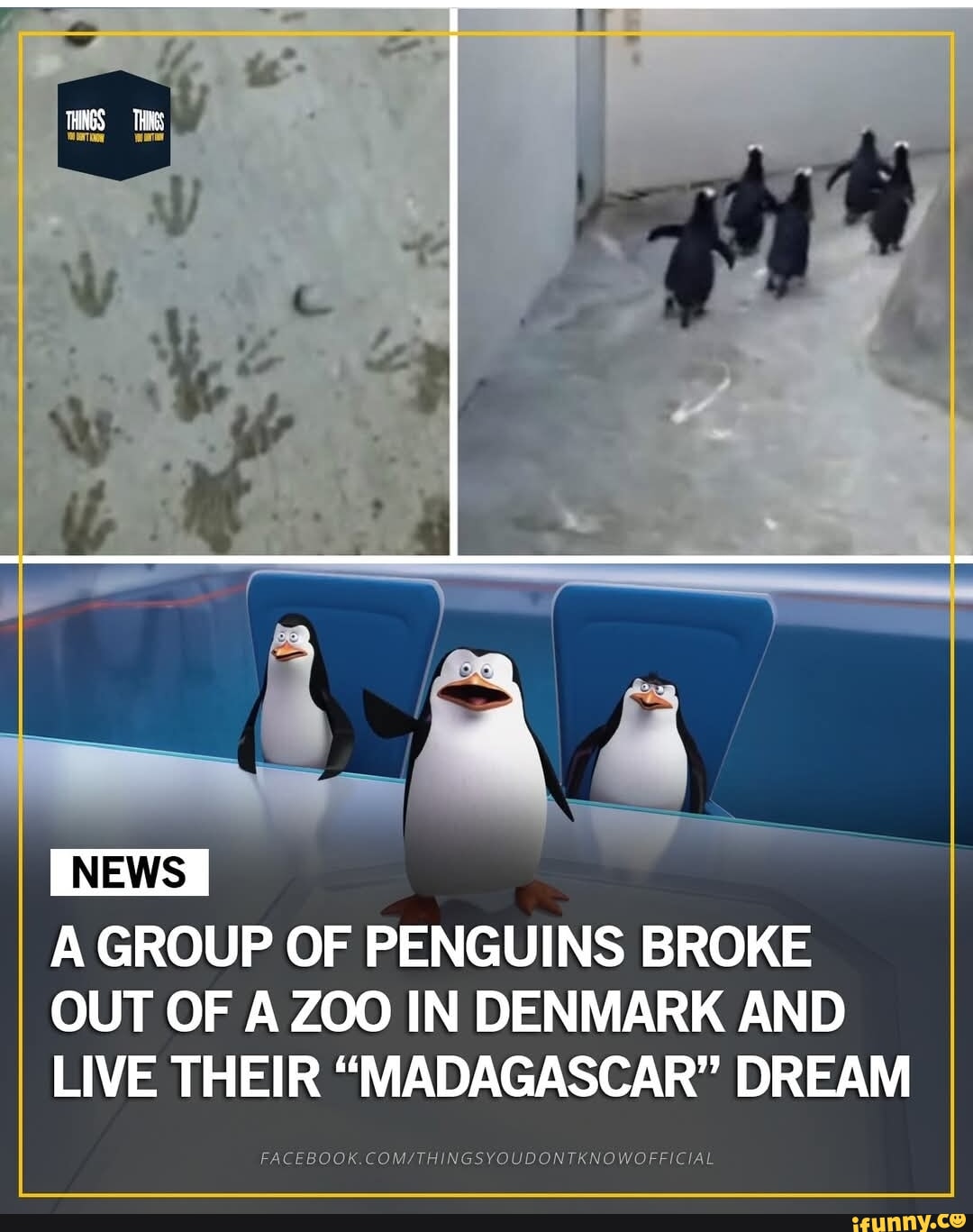 TNGS THIS NEWS A GROUP OF PENGUINS BROKE OUT OF A ZOO IN DENMARK AND ...