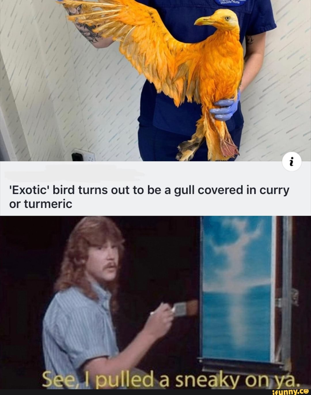 'Exotic' bird turns out to be a gull covered in curry or turmeric - iFunny