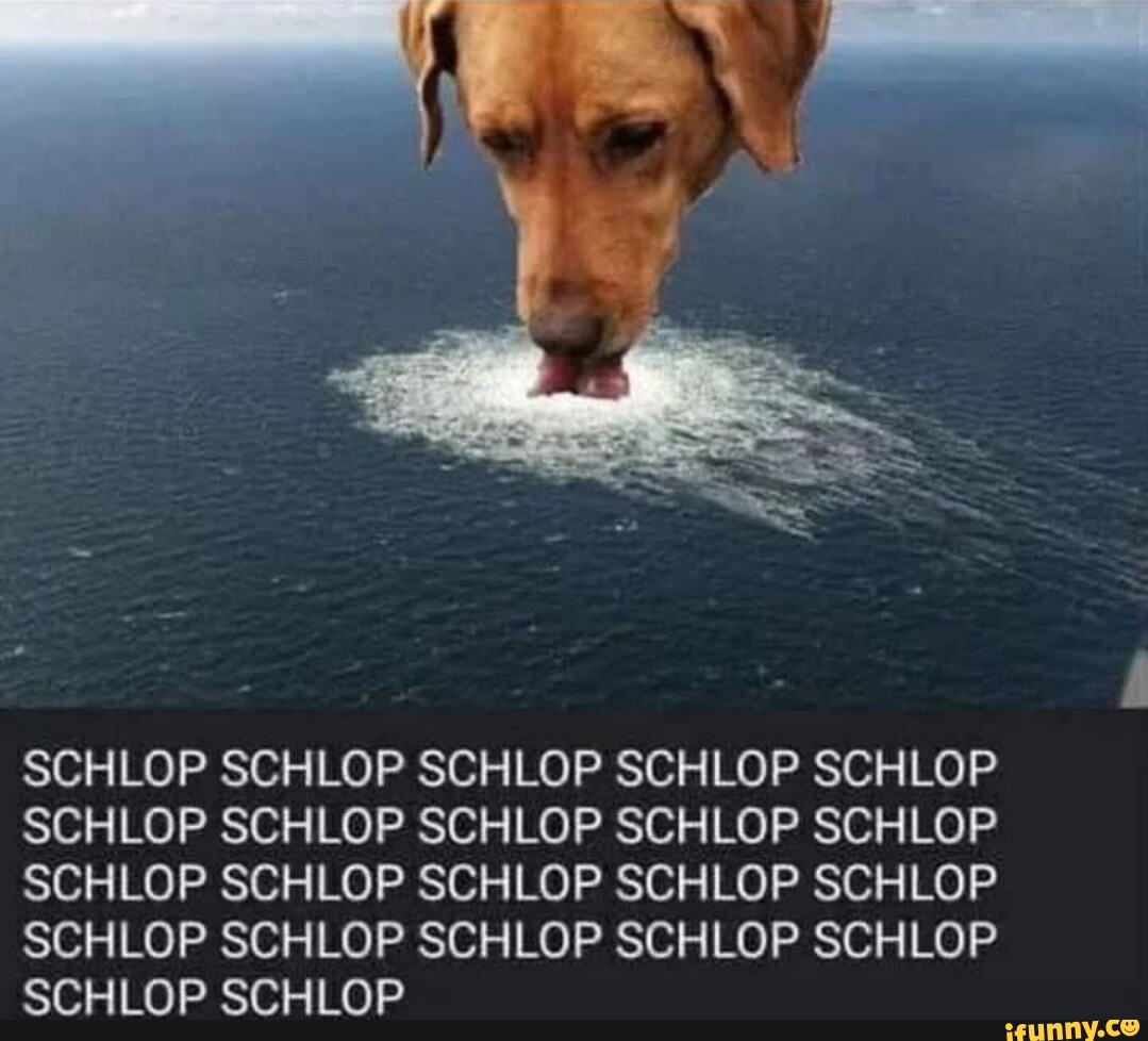 Seadog memes. Best Collection of funny Seadog pictures on iFunny
