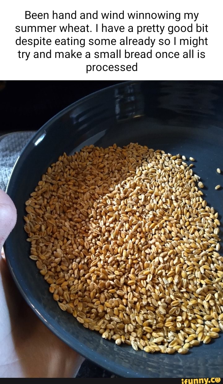 Winnowing memes. Best Collection of funny Winnowing pictures on iFunny