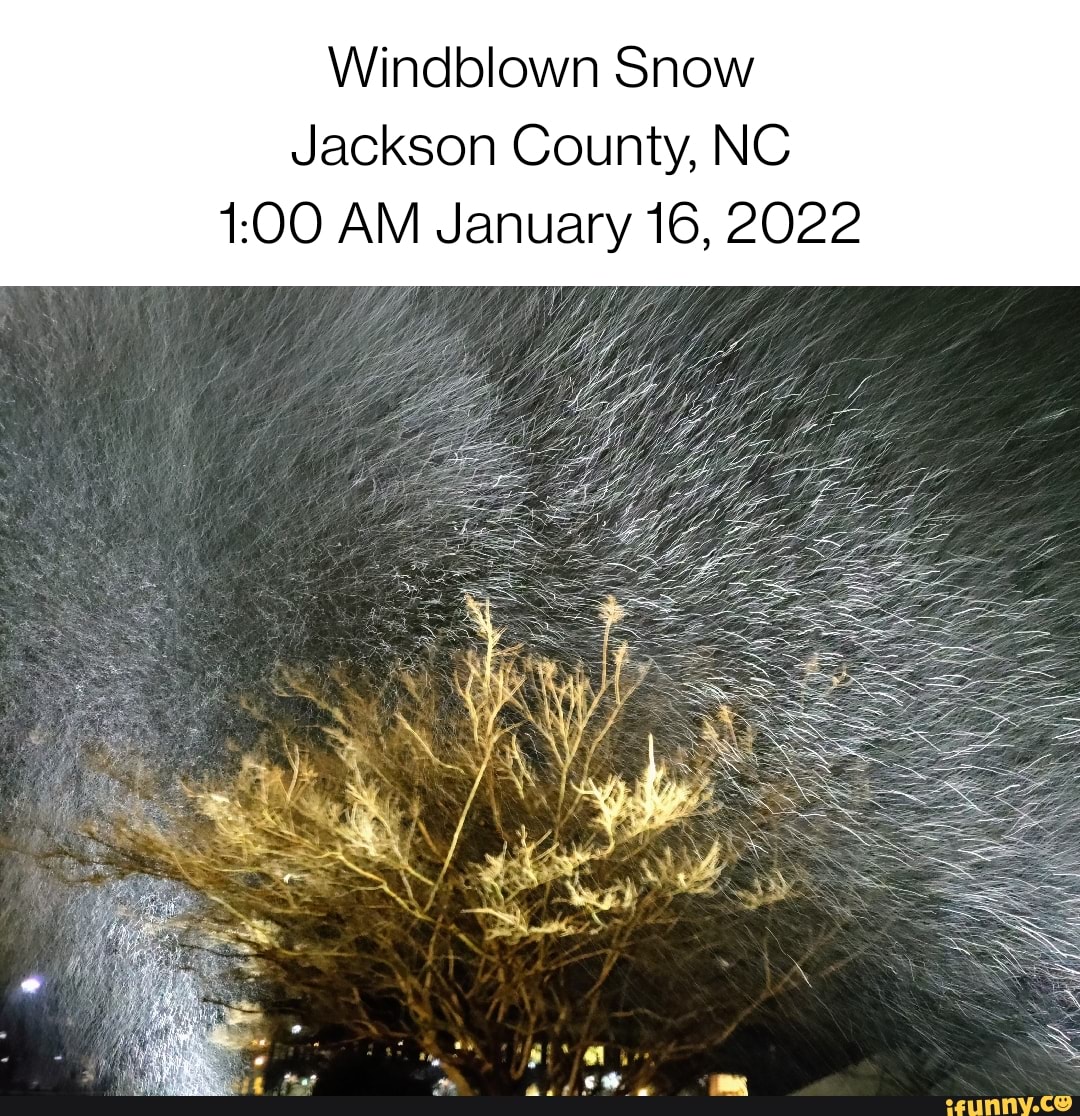 Windblown memes. Best Collection of funny Windblown pictures on iFunny