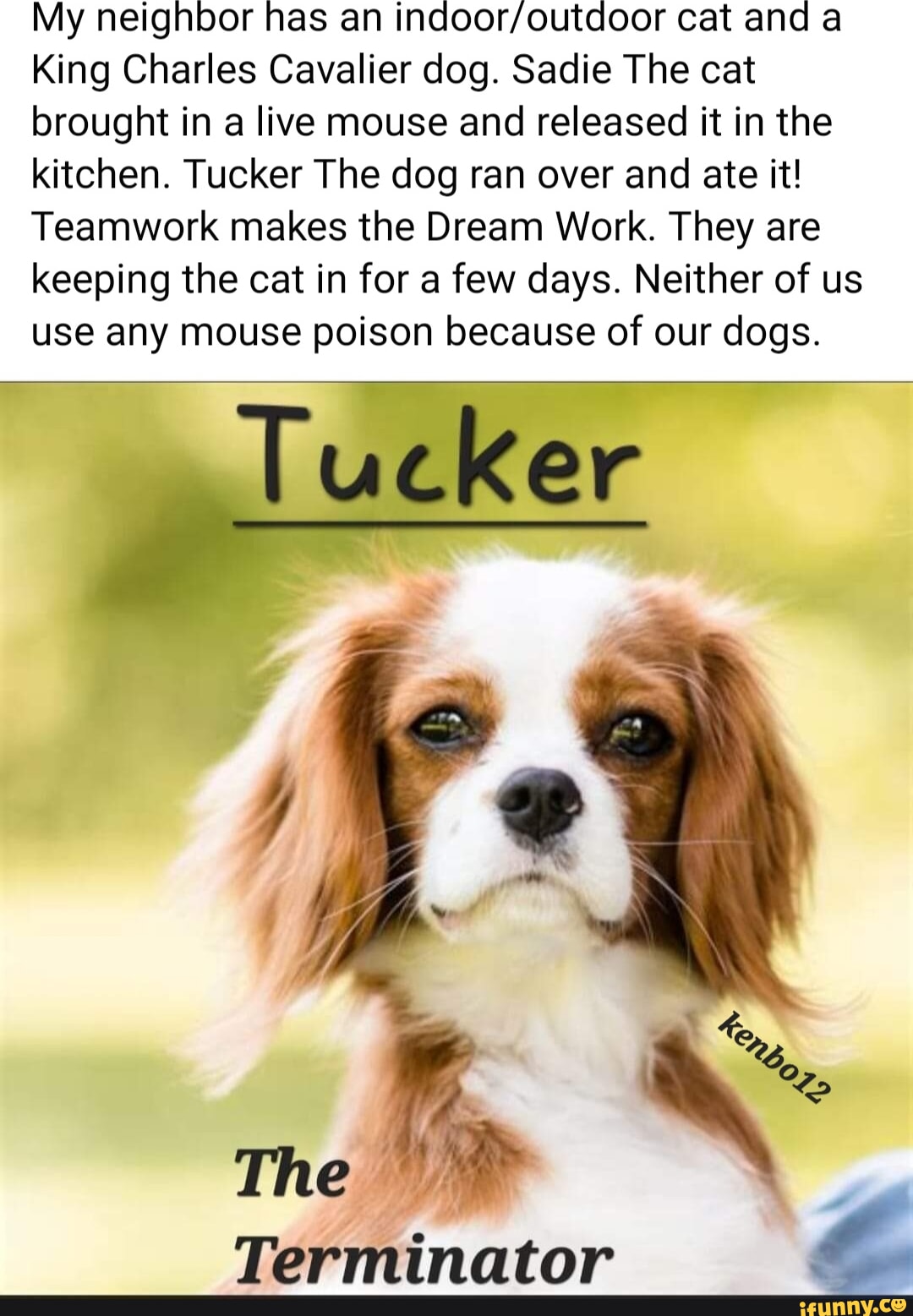 Sadie memes. Best Collection of funny Sadie pictures on iFunny