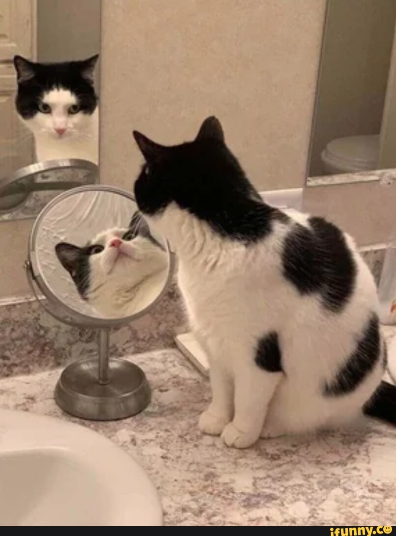 Cat memes. Best Collection of funny Cat pictures on iFunny