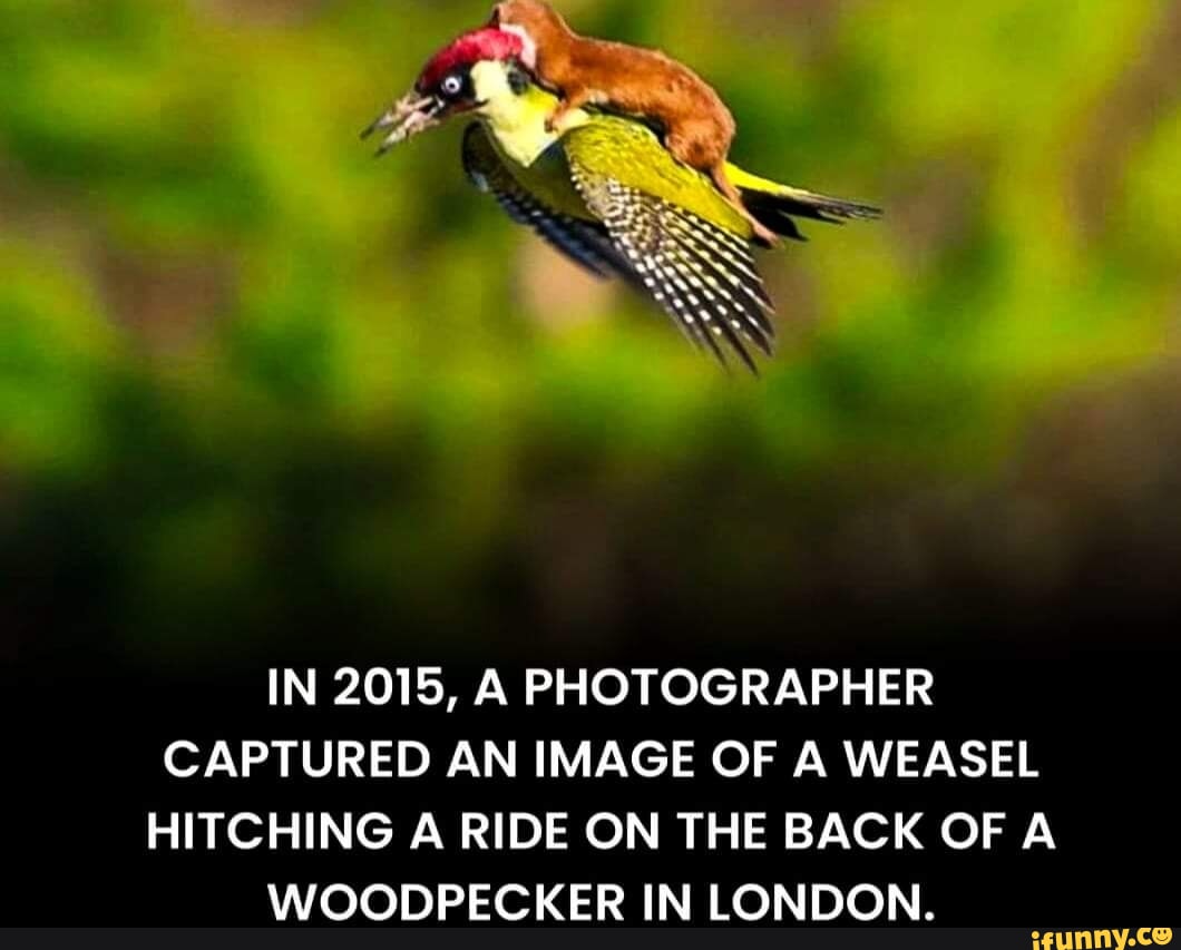 Weasel memes. Best Collection of funny Weasel pictures on iFunny
