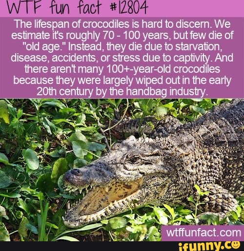 Crocodiles memes. Best Collection of funny Crocodiles pictures on iFunny