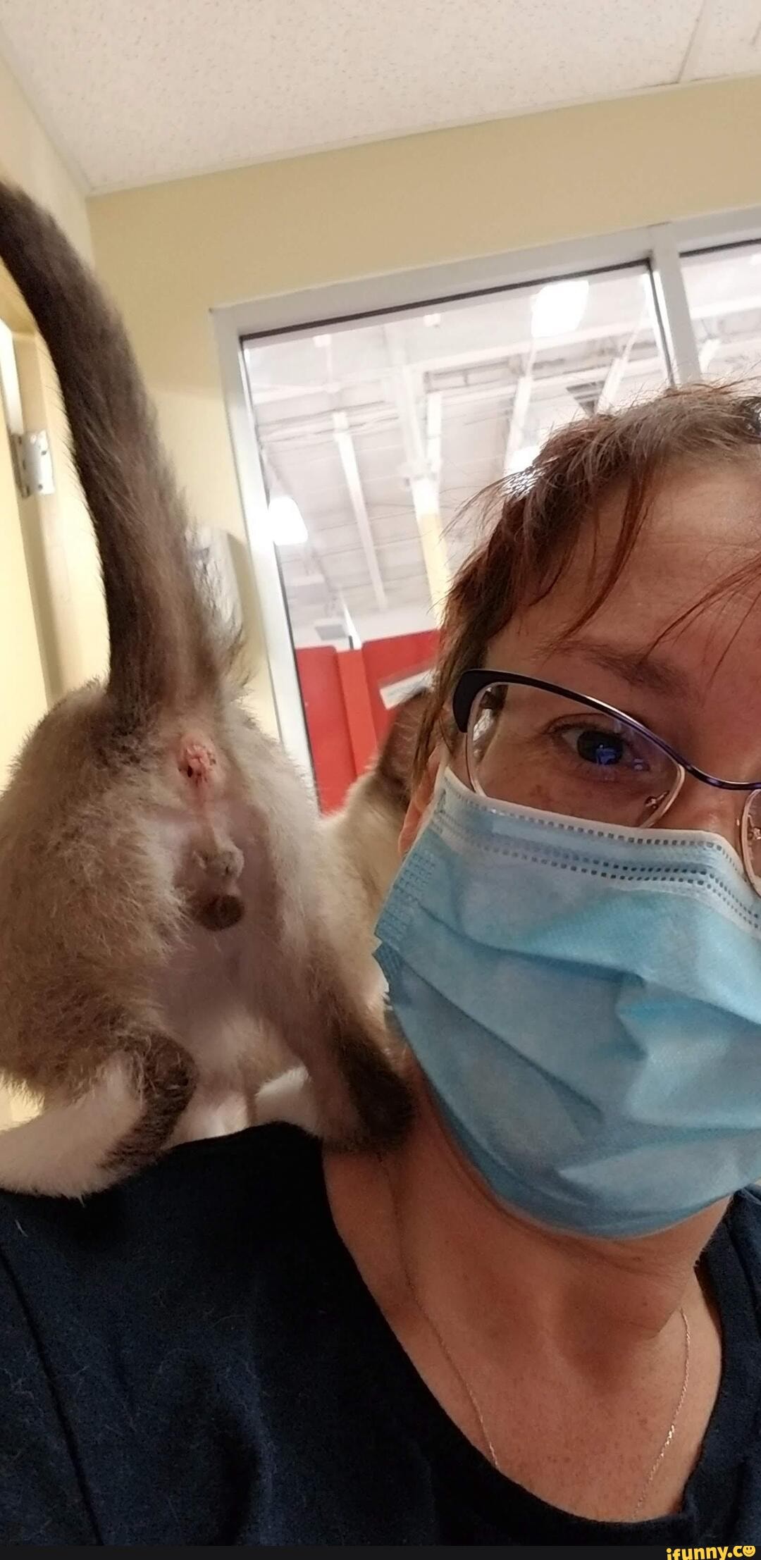 Polydactyl_cat memes. Best Collection of funny Polydactyl_cat pictures ...