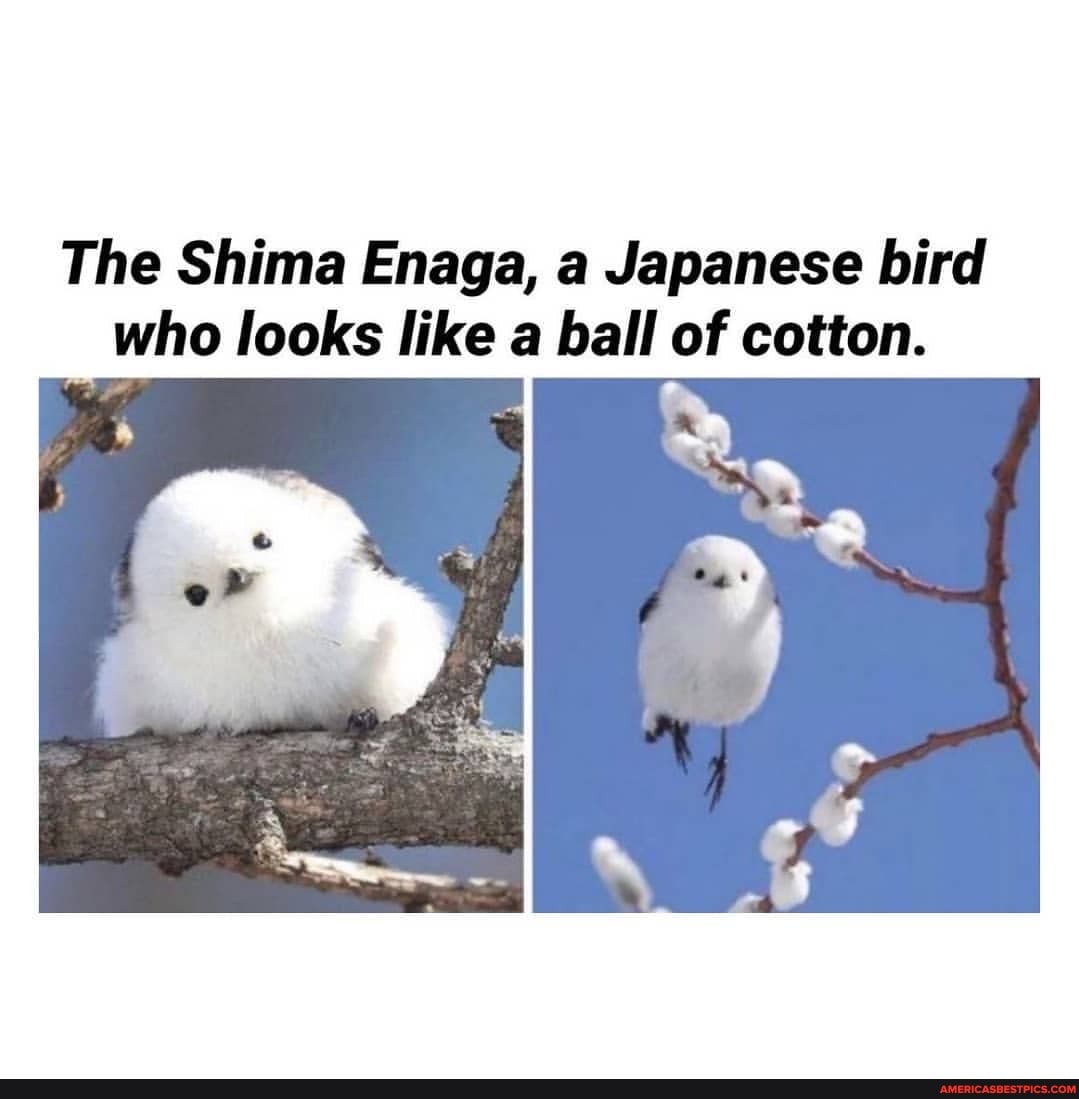 The Shima Enaga, a Japanese bird who looks like a ball of cotton ...