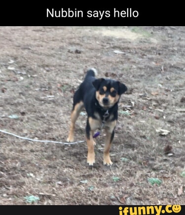 Nubbin memes. Best Collection of funny Nubbin pictures on iFunny