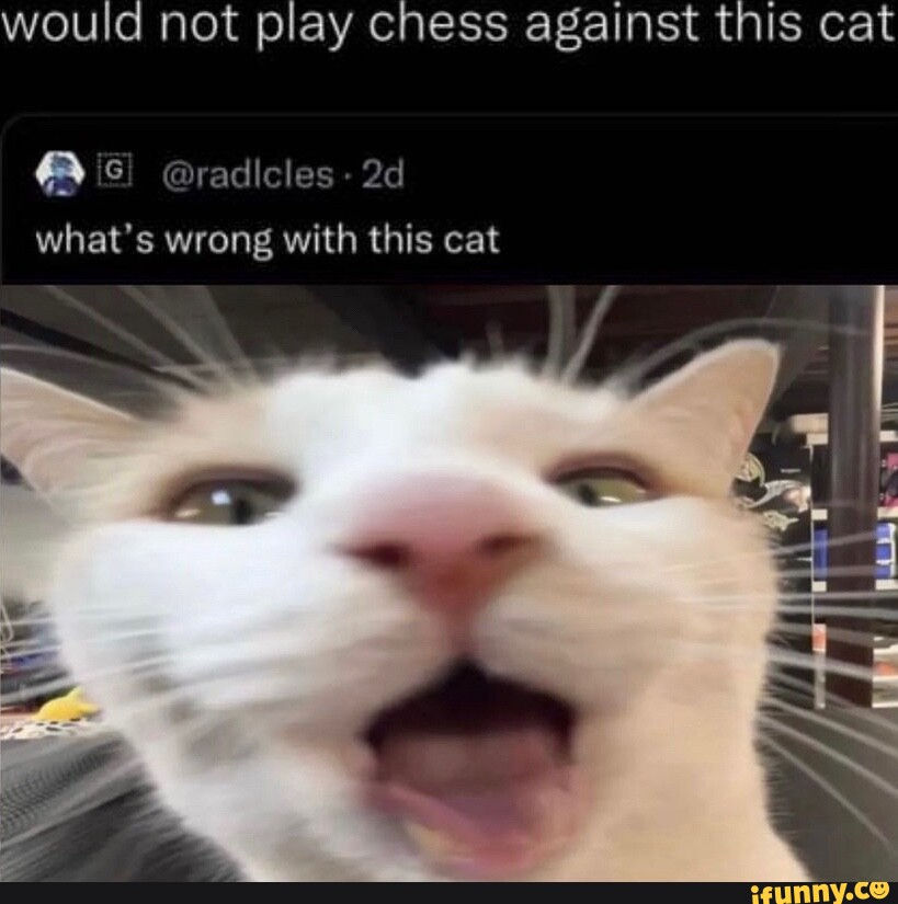 Would not play chess against this cat @radicies what's wrong with this ...