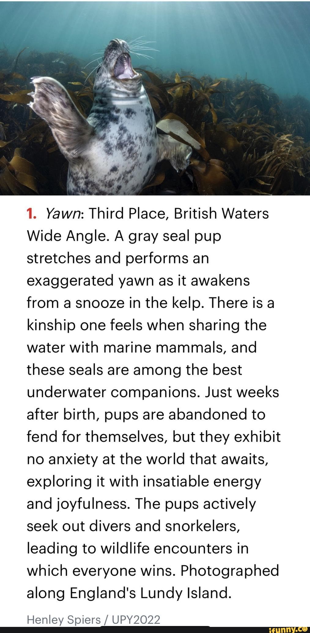 Winners of the 2022 Underwater Photographer of the Year Contest - 1 ...