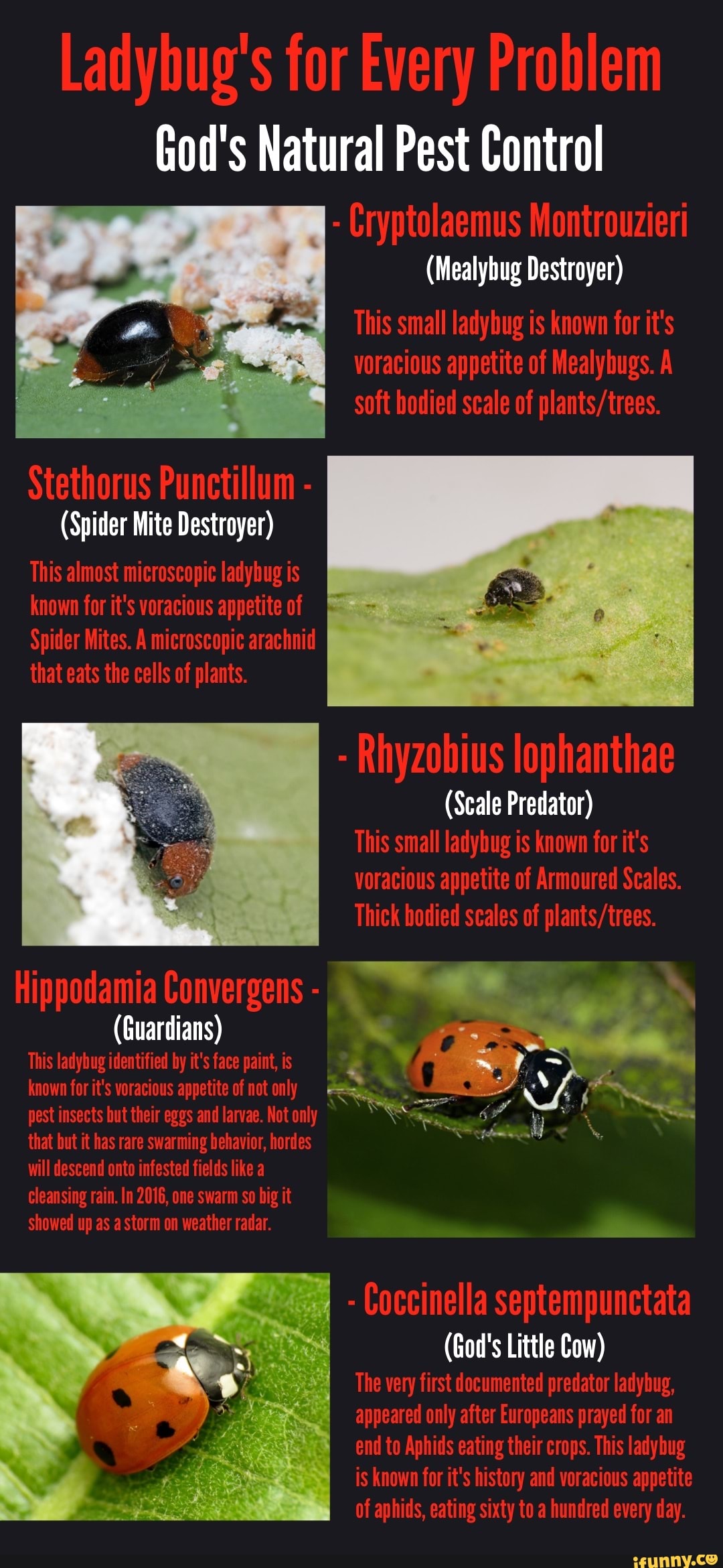 Stethorus memes. Best Collection of funny Stethorus pictures on iFunny