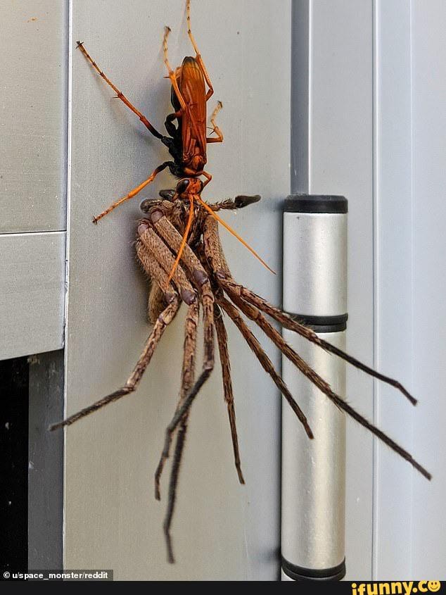 Cursed_australia memes. Best Collection of funny Cursed_australia ...