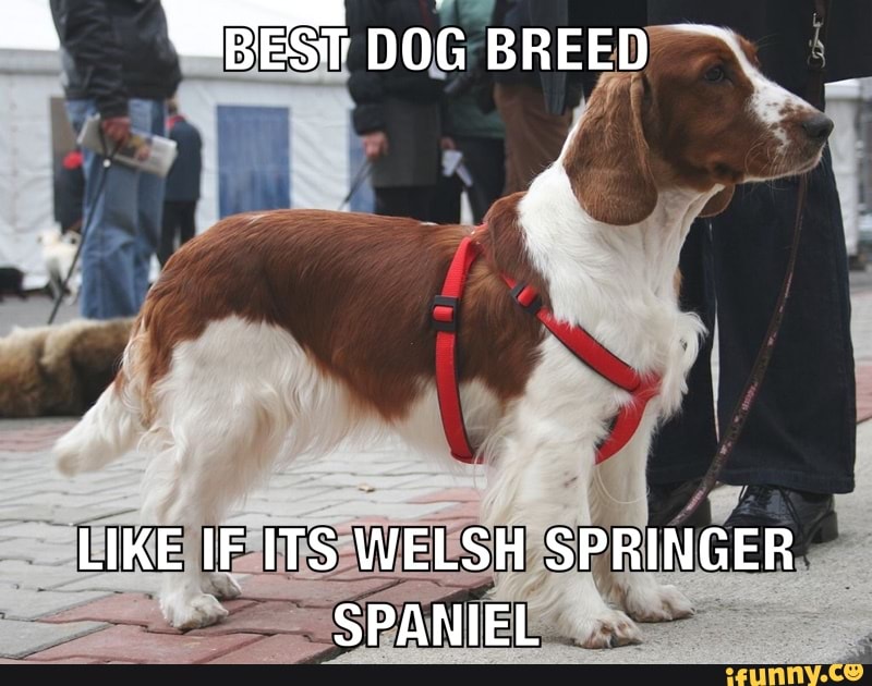 Welshspringerspaniel memes. Best Collection of funny ...
