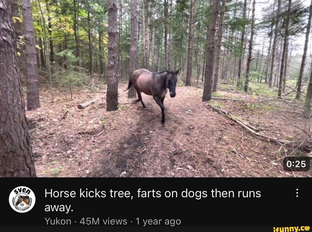 Horse kicks tree, farts on dogs then runs away. Yukon - st views - 1 ...