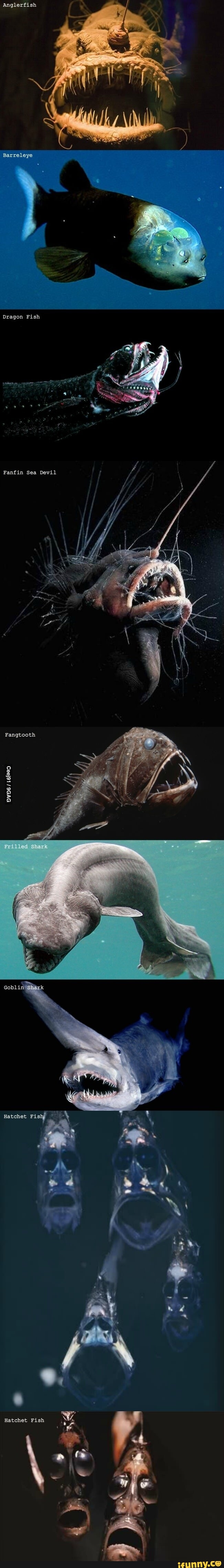 Anglerfish memes. Best Collection of funny Anglerfish pictures on iFunny
