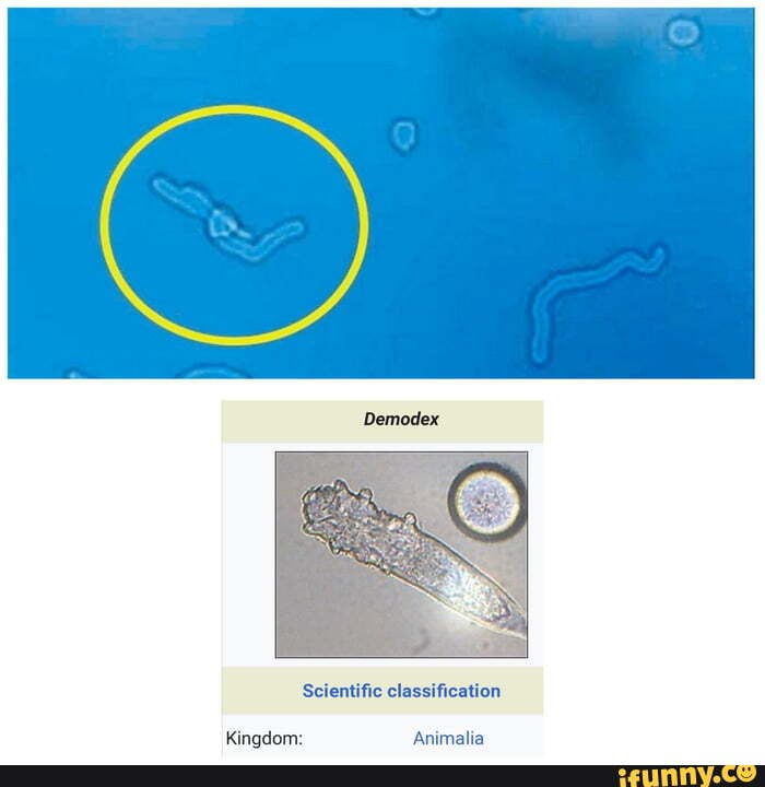 Demodex Scientific classification - iFunny