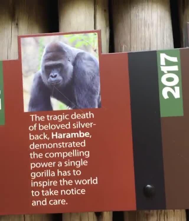 For harambe. May he rest in piece. - The tragic death of beloved silver ...