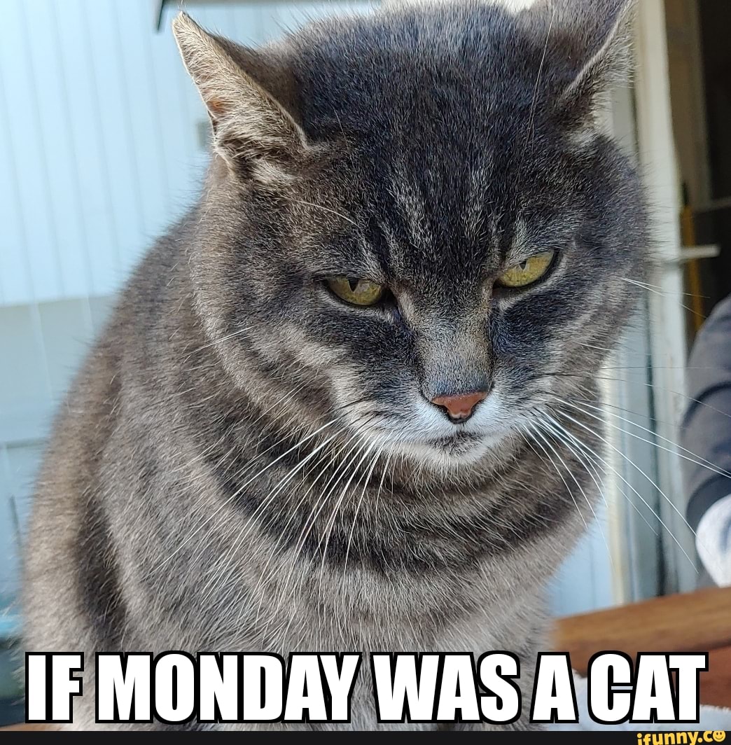 Monday Cat Pictures