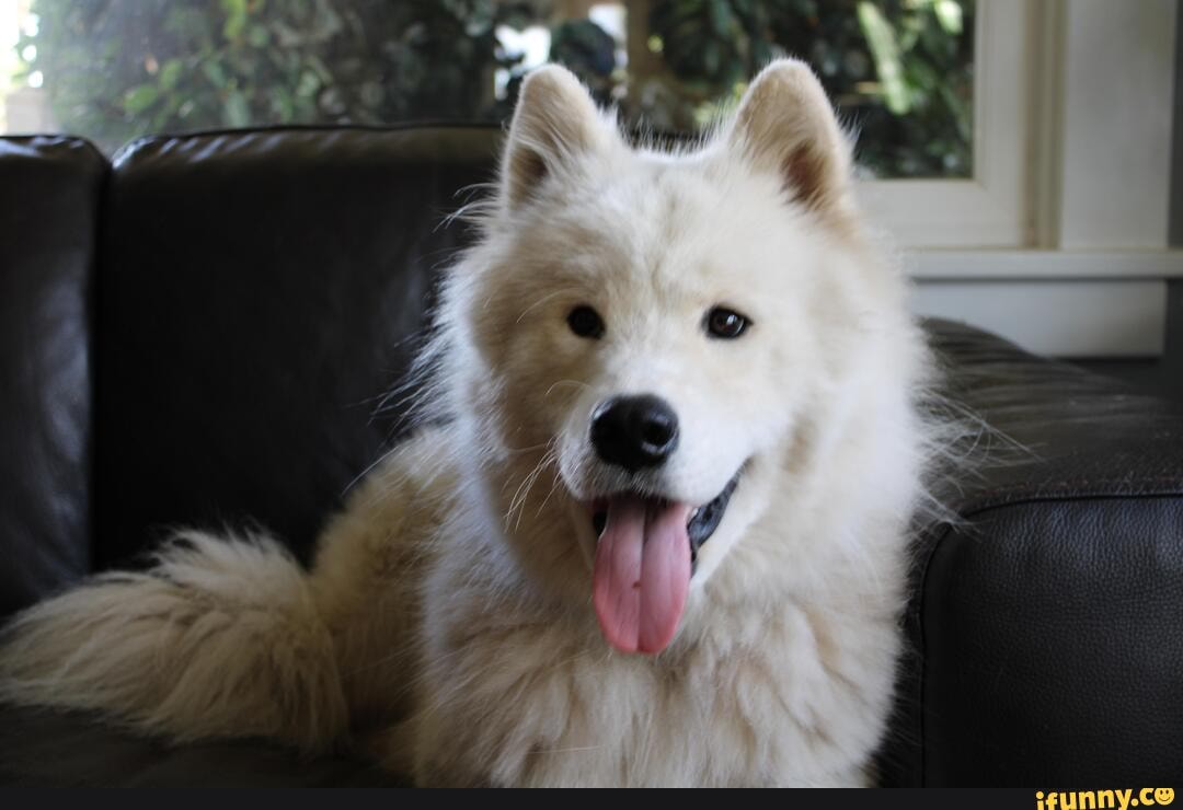 Samoyed memes. Best Collection of funny Samoyed pictures on iFunny