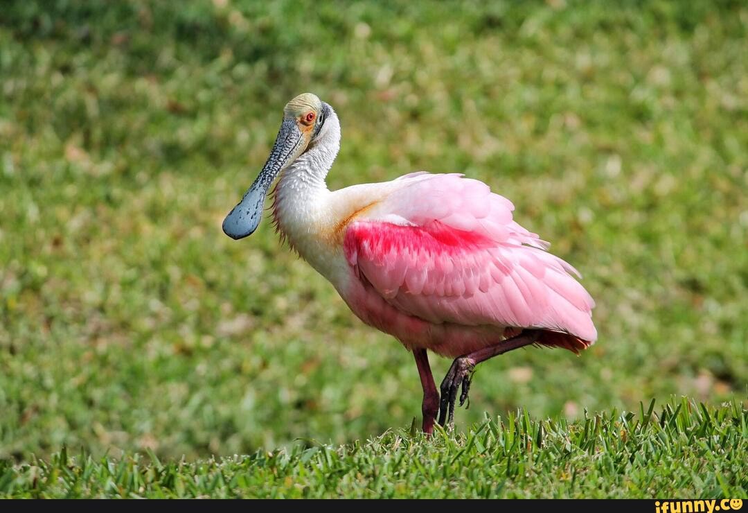 Spoonbill memes. Best Collection of funny Spoonbill pictures on iFunny