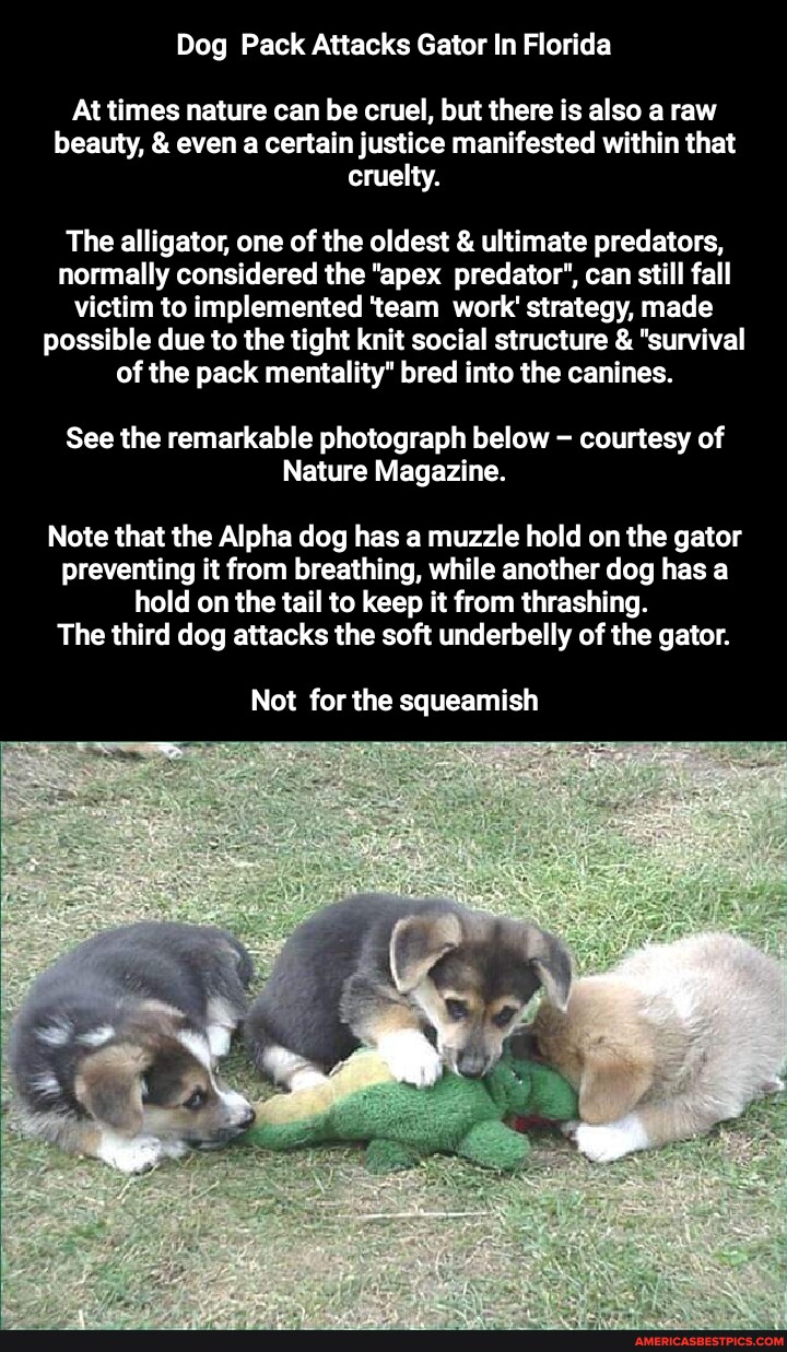 Dog Pack Attacks Gator In Florida At times nature can be cruel, but ...