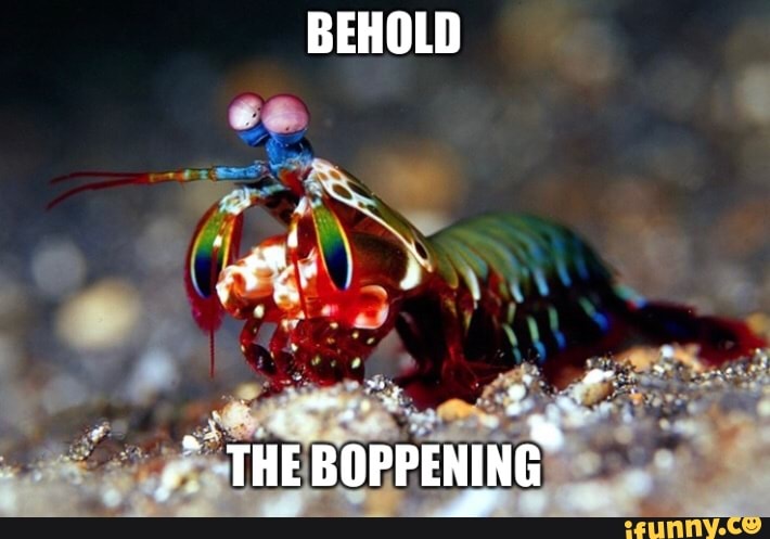 Boppity memes. Best Collection of funny Boppity pictures on iFunny