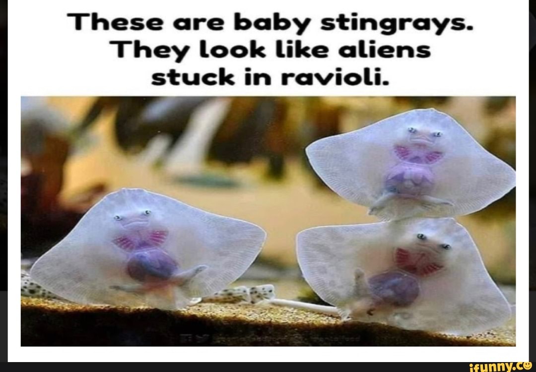 These are baby stingrays. They look like aliens stuck in ravioli. - iFunny