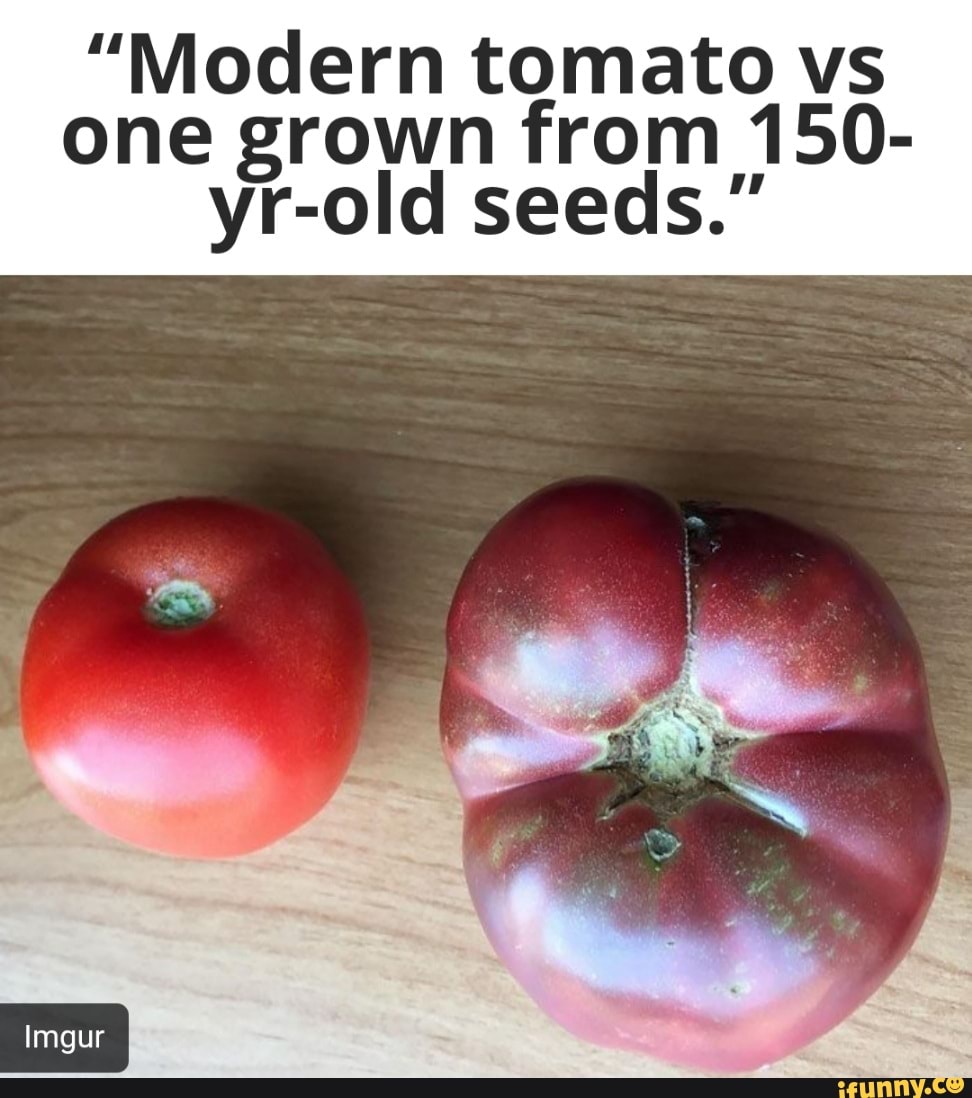 "Modern tomato vs one grown from 150- yr-old seeds." Imgur - iFunny