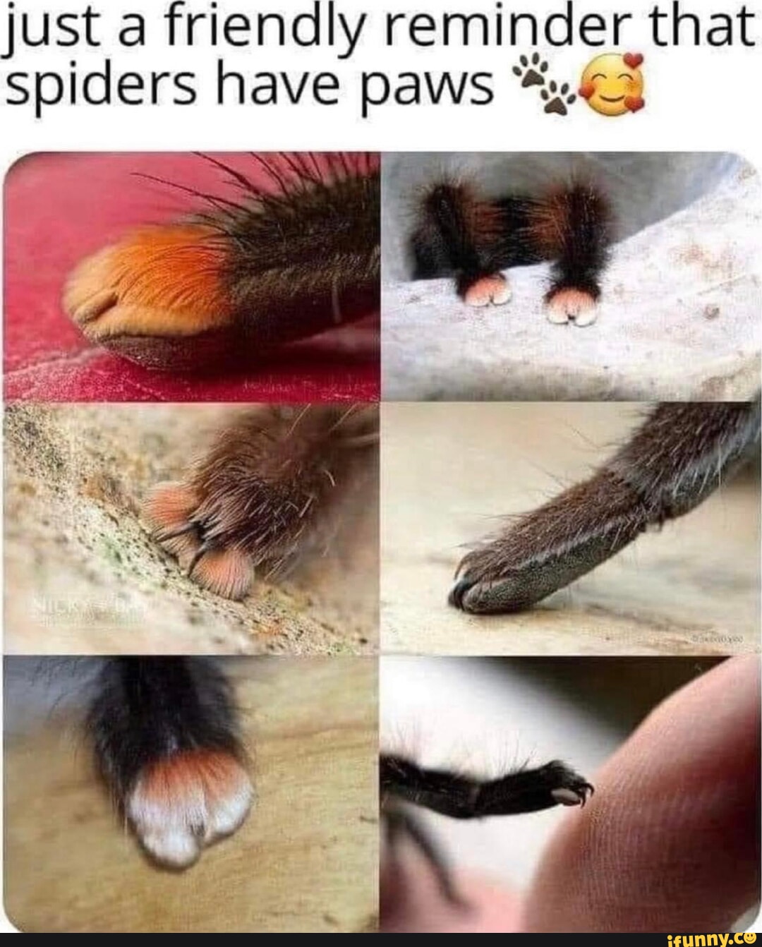 Just a friendly reminder that spiders have paws - iFunny