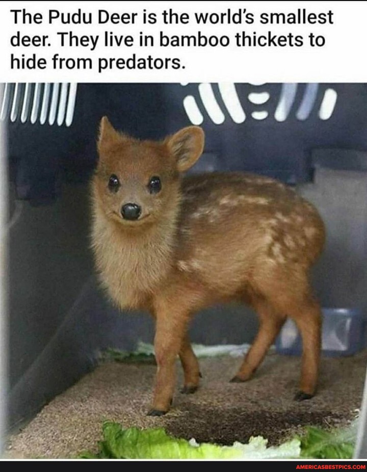 N/A - The Pudu Deer is the world's smallest deer. They live in bamboo ...