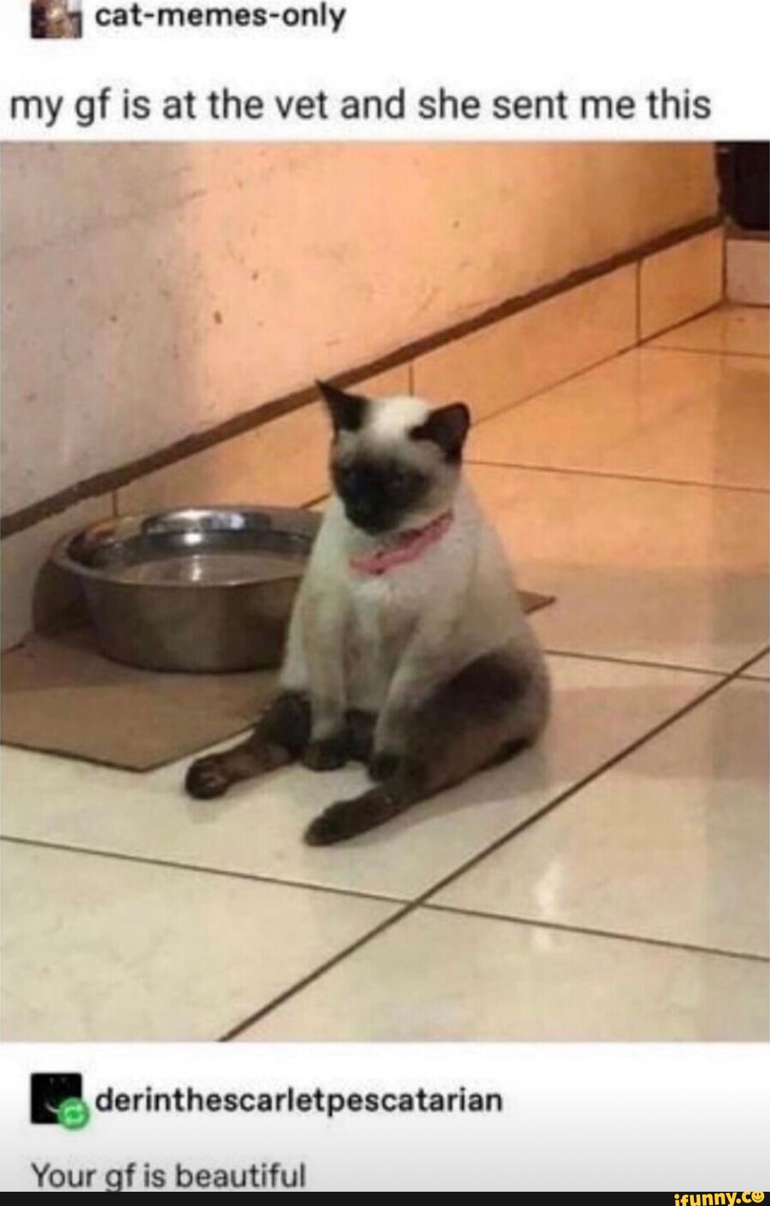 Gat-memes-only my of is at the vet and she sent me this ...