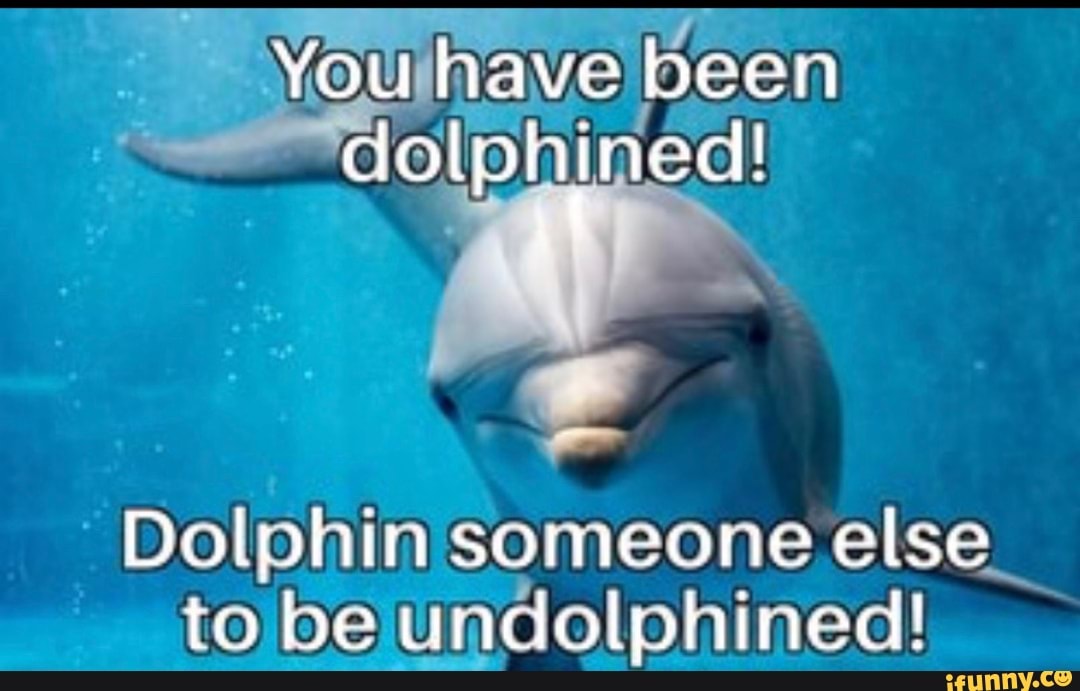 Funny Dolphin Meme